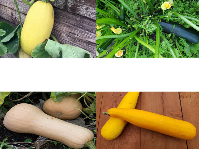 Semences de courges – vegetomix