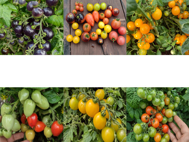 Semences de tomates micro-naines – vegetomix