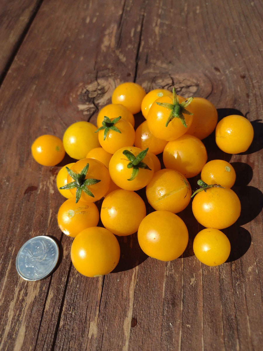 Micro-Dwarf Venus Tomato – vegetomix