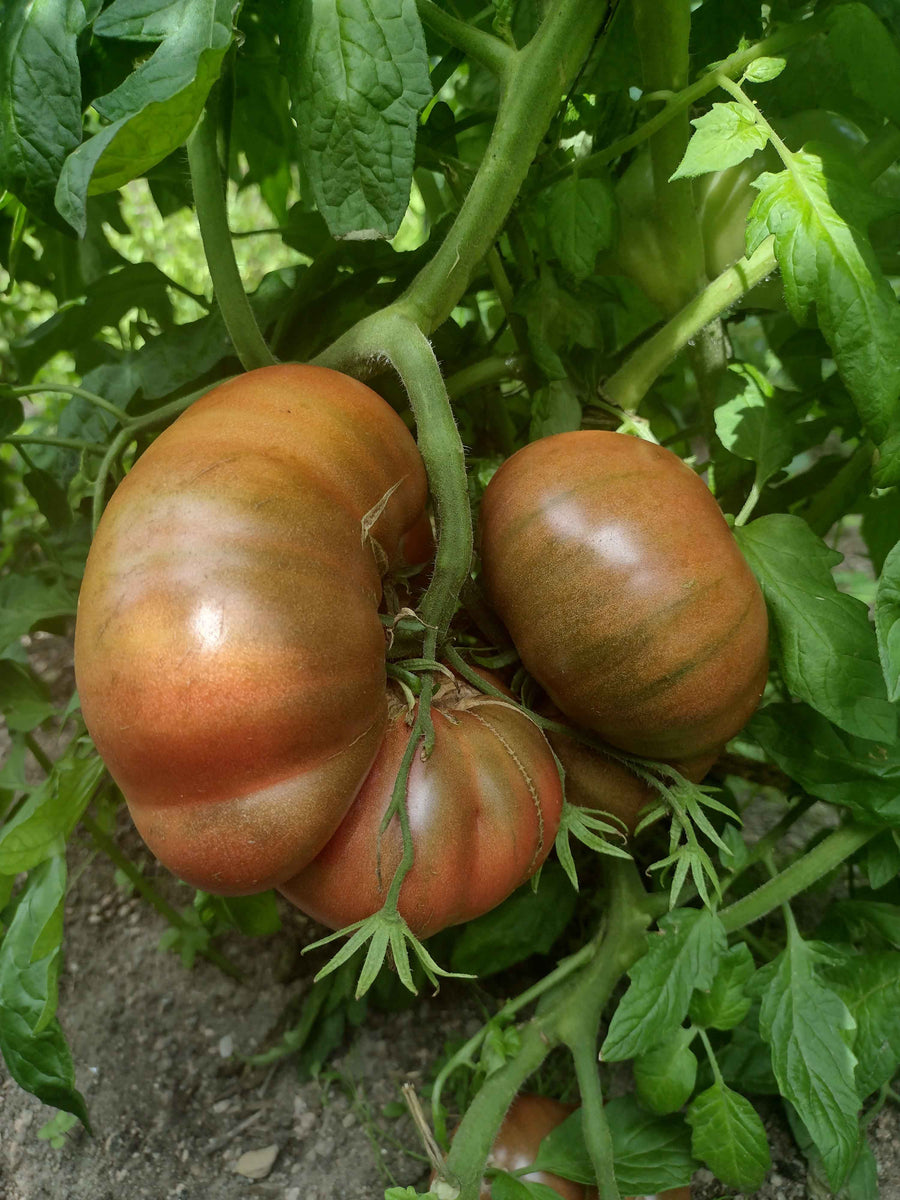 Tomate Cherokee purple – vegetomix