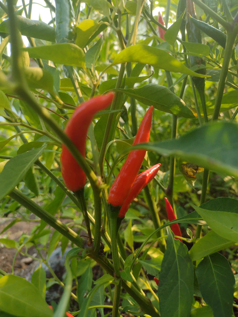 Thai Dragon Pepper – vegetomix