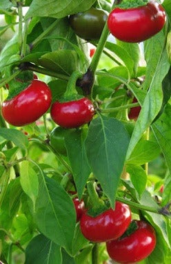 Piment cerise rouge piquante – vegetomix