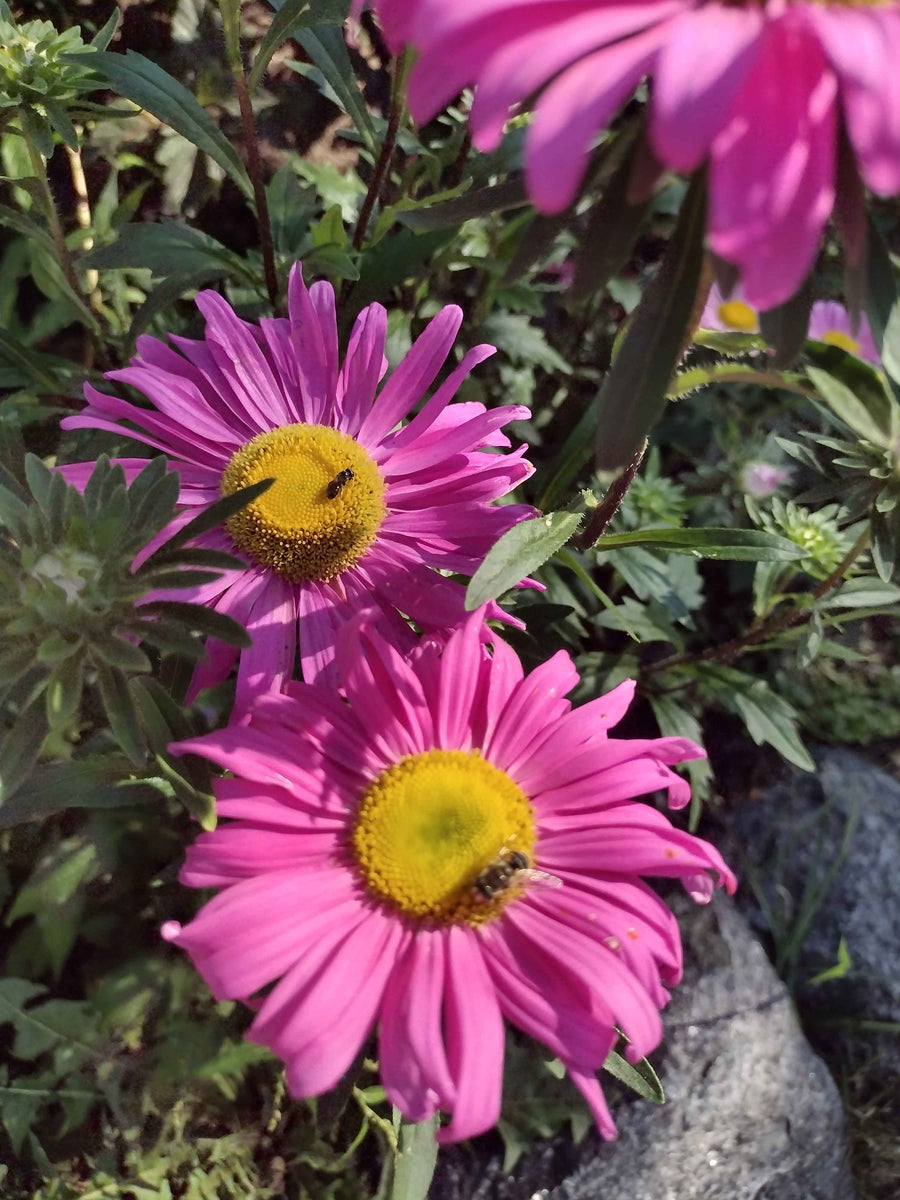 Aster de Chine simple – vegetomix