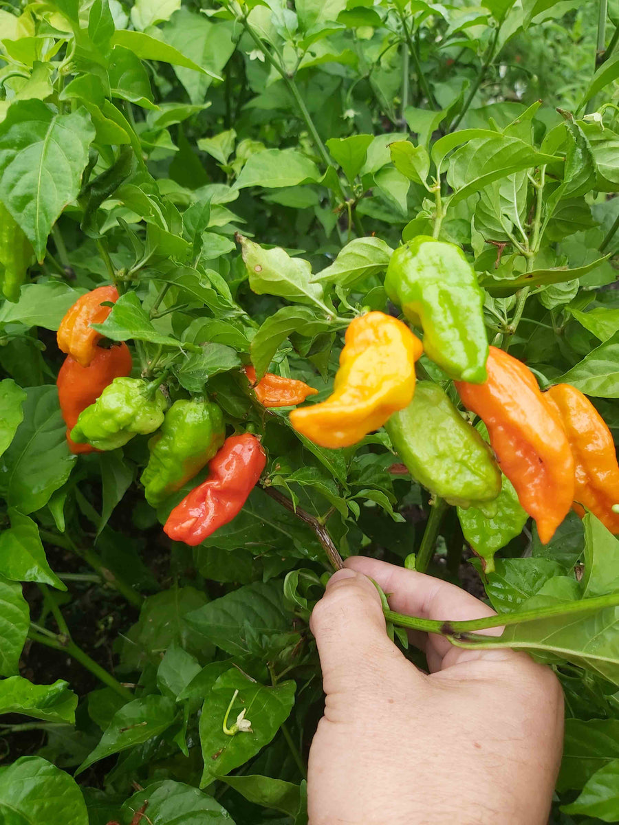 Piment Ghost Bhut Jolokia – vegetomix