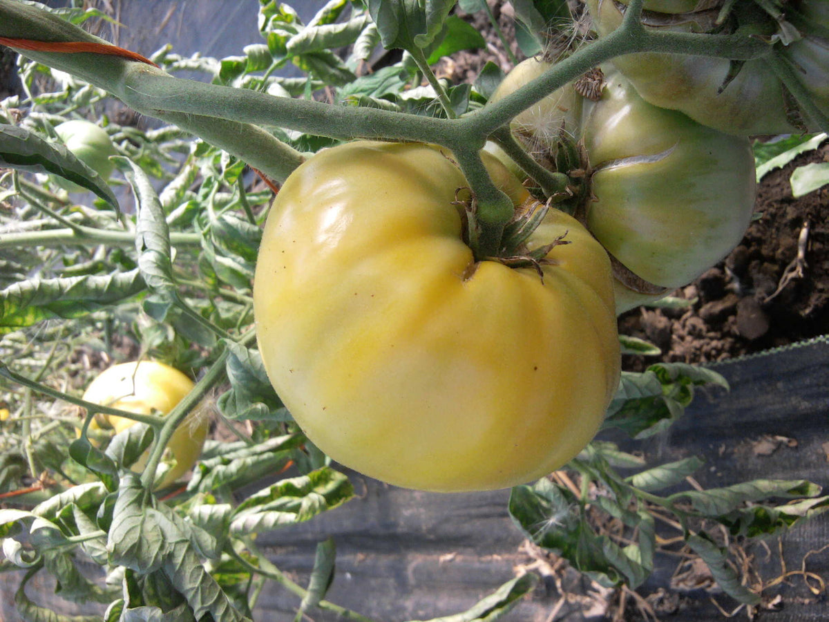 Great White Tomato – vegetomix