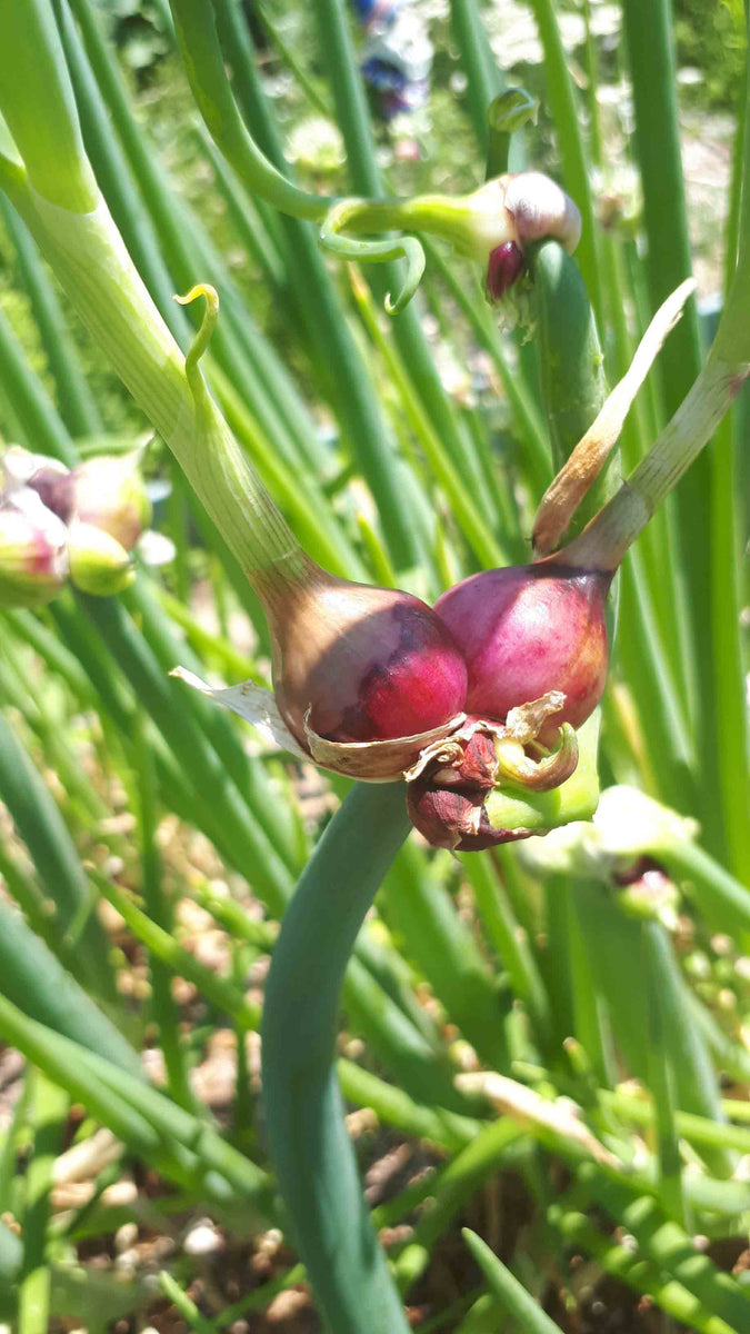 Oignons Égyptien – vegetomix