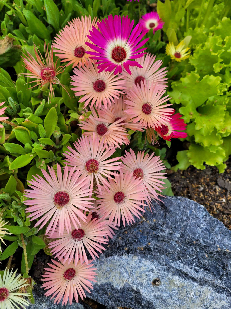 Ice Plant Mix – vegetomix