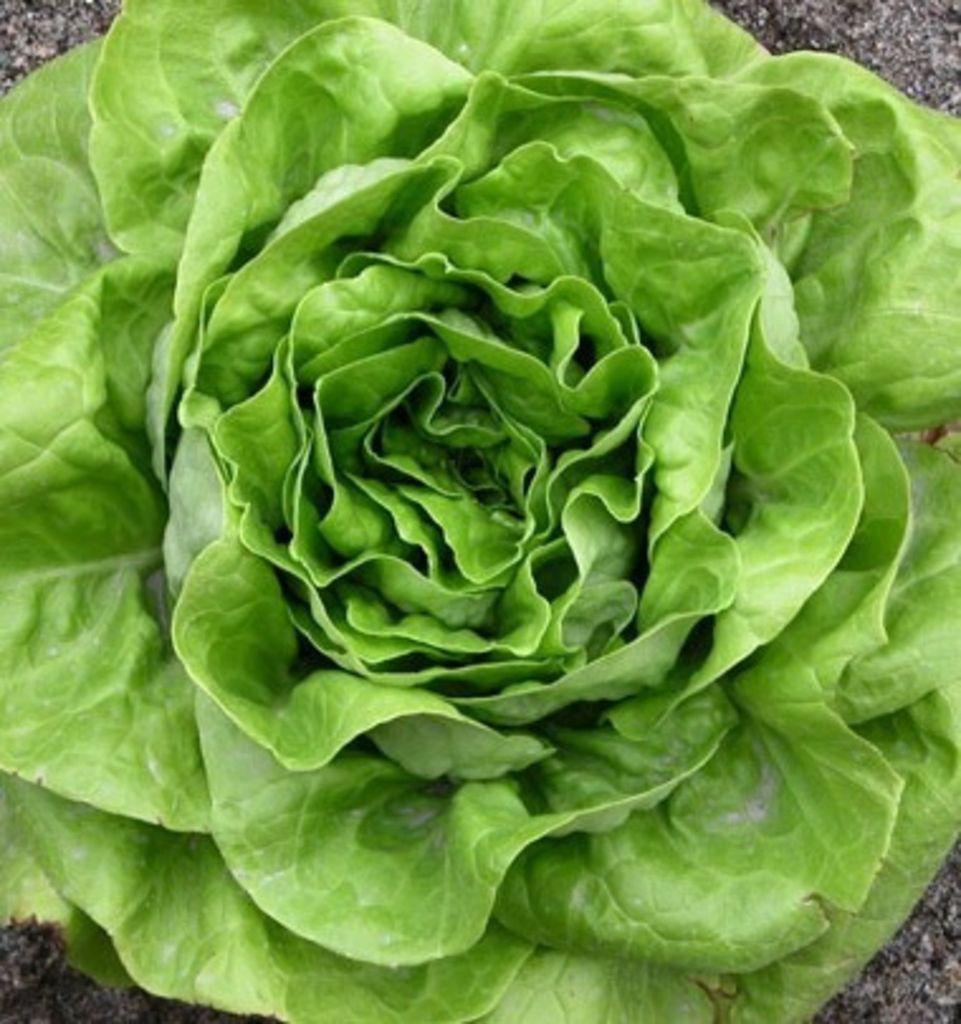 Boston Lettuce – vegetomix