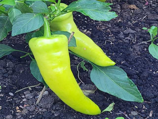 Piment Banane – vegetomix