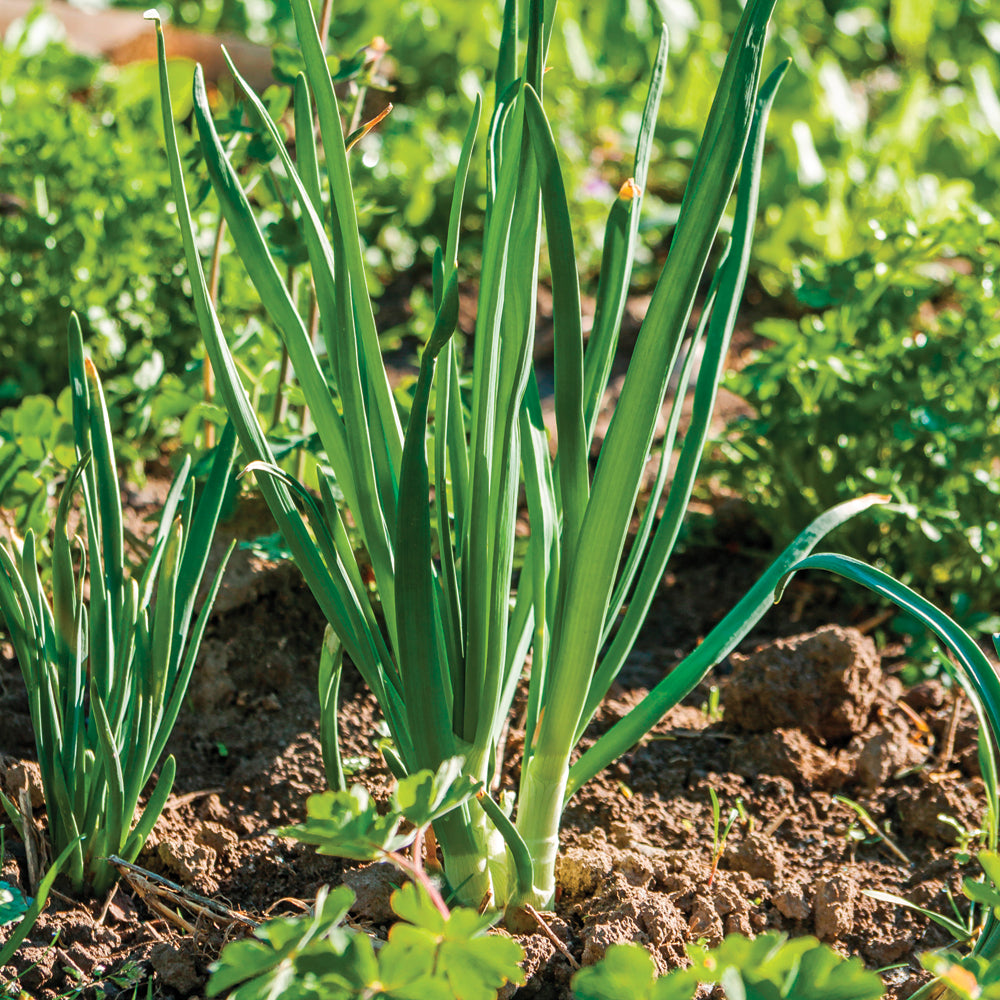 Semences d'oignons – vegetomix